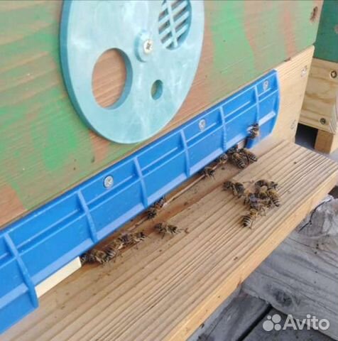 Пчелы для апитерапии