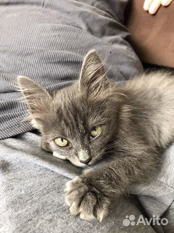 Котенок бесплатно