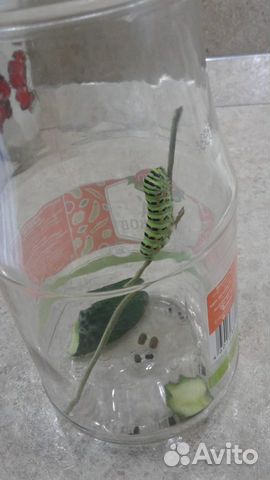 Куколки бабочки махаона