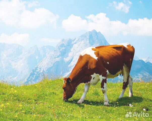 Коровы на молоко