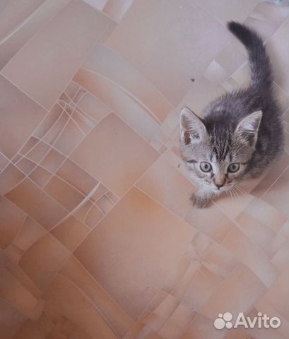 Котенок помесь с бенгальским