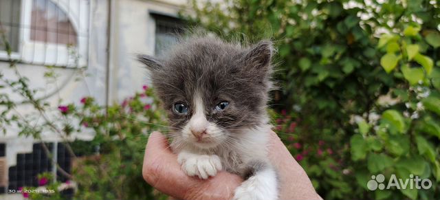 Красивые котята 1, 2 месяцев. Камыши