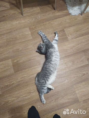 Кошка