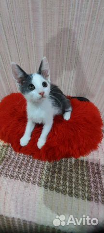Котенок в добрые руки
