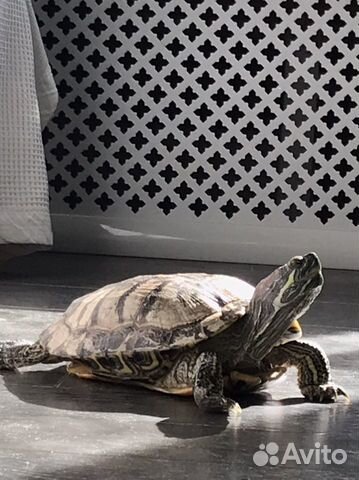 Красноухая черепаха взрослая (самка)