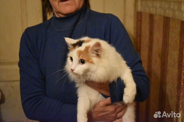 Ищет дом огромная пушистая кошка