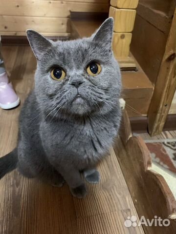 Британские котята