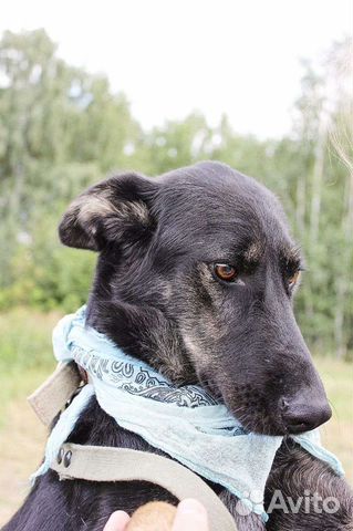 Подари хвостику семью