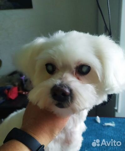 Очаровательный пожилой мальтезик ищет дом