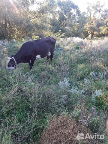 Корова дойная