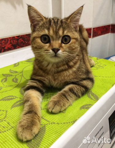 Шотландская страйт