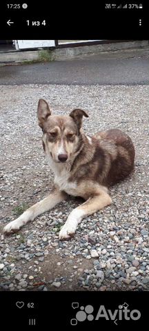 Собаки бесплатно в добрые руки