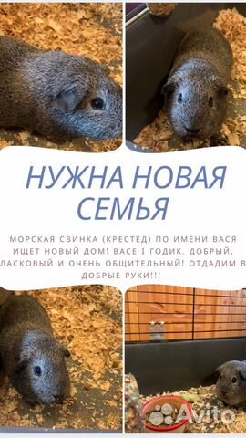 Морские свинки