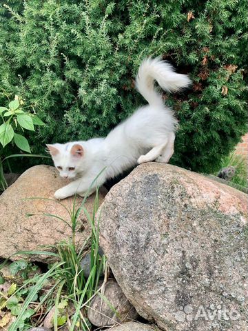 Котята бесплатно