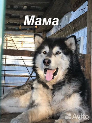 Аляскинский маламут