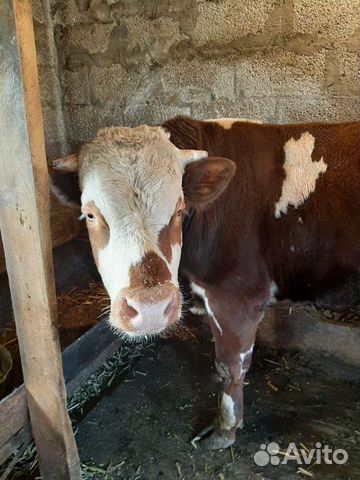 Продаю быка