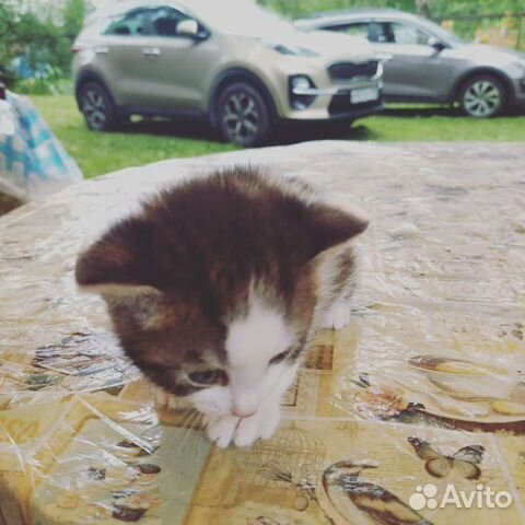 Кошки в добрые руки бесплатно