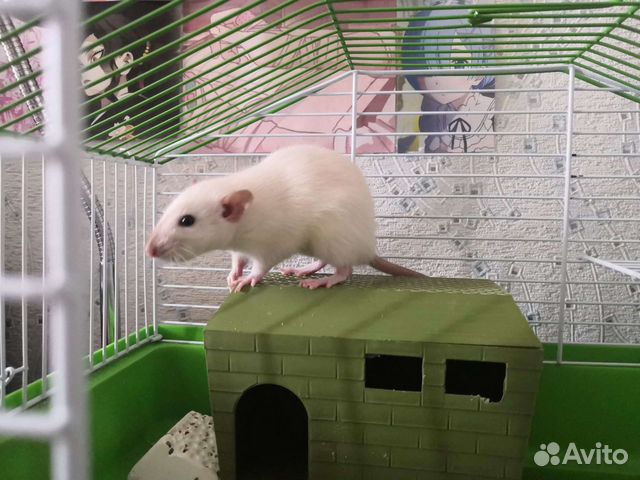 Декоративная крыса