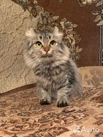 Кошечка в добрые руки