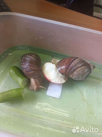 Улитки ахатины