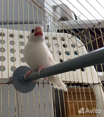 Рисовые амадины