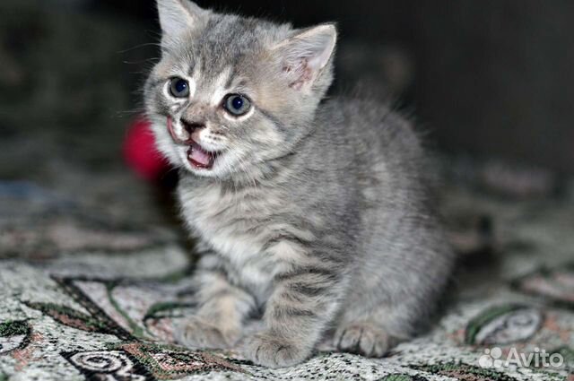 Котята Манчкин