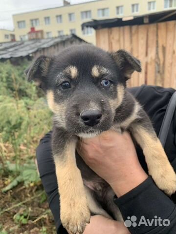 Щенок в добрые руки