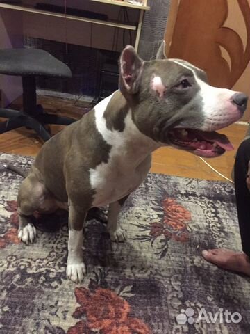 Стаффордширский терьер вязка