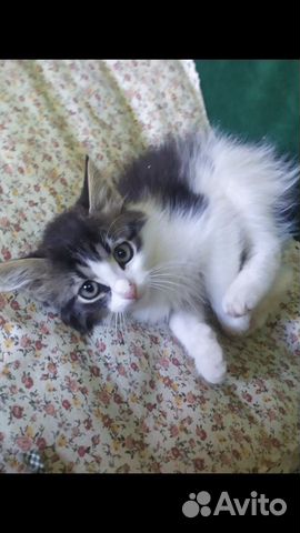 Сибирская метис котёнок (мальчик) 1,5 мес