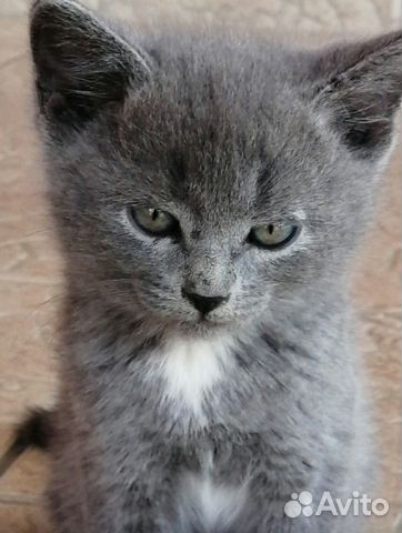 Котенок