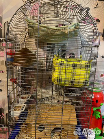 Крыска в добрые руки