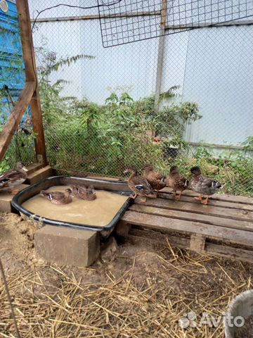 Утки подсадные для охоты