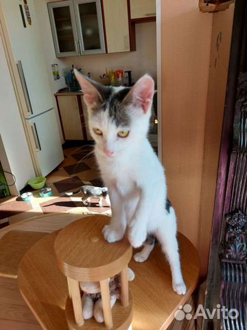 Кошка в дар котенок 2,5 месяцев привезу