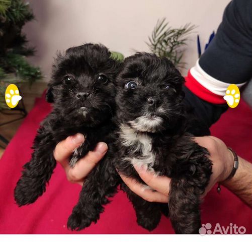 Крошечные мальтипу