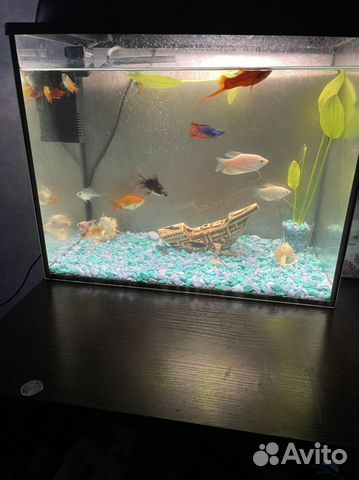 Аквариум