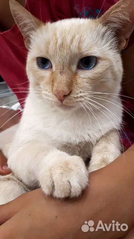 Кот вязка