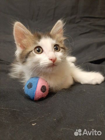 Ла-перм лаперм