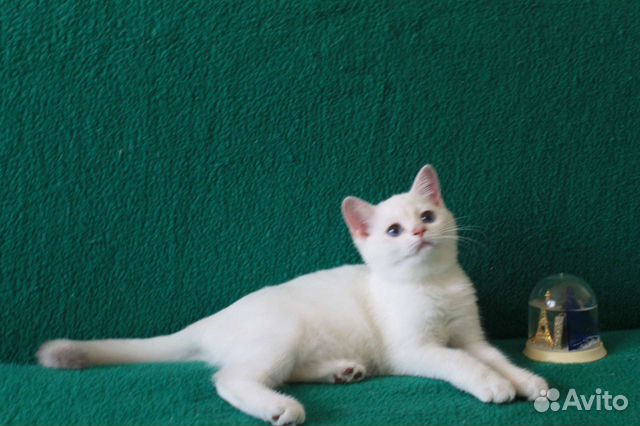 Золотой британский колорчик