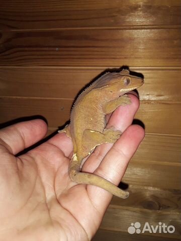 Реснитчатый геккон бананоед, самка