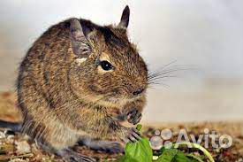 Отдам в добрые руки самца Дегу (чилийская белка)