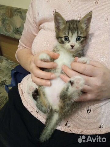 Кошечка-малышка, 2 месяца, в добрые руки
