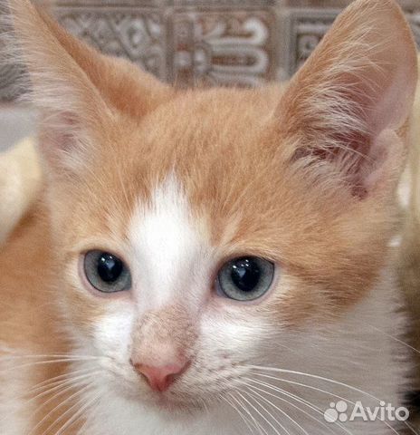 Рыжий котенок Крис, привит, умен и вообще золото