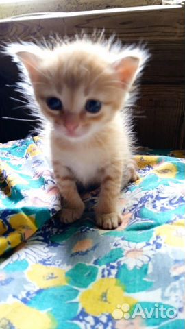 Рыженькая красавица, 1 месяц