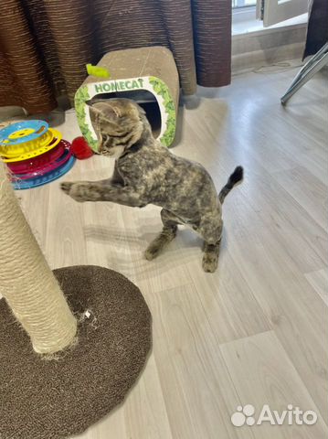 Котенок 5 месяцев девочка зовут Николь