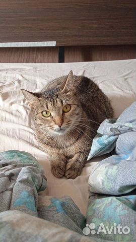 Кошка Мисси