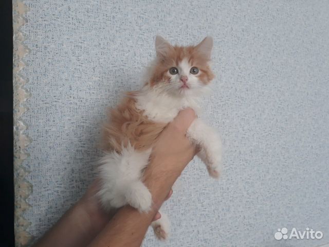 Биколорный котенок Сибирской Породы Кошек
