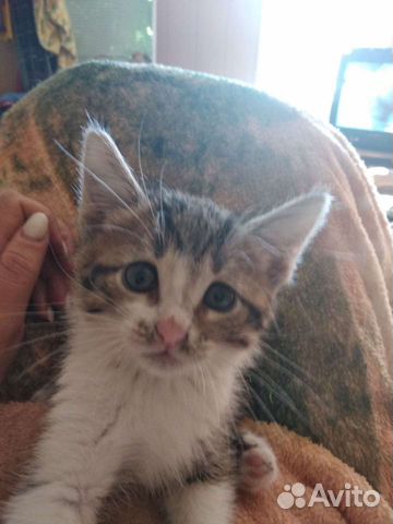 Котик