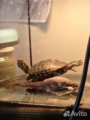 Черепаха