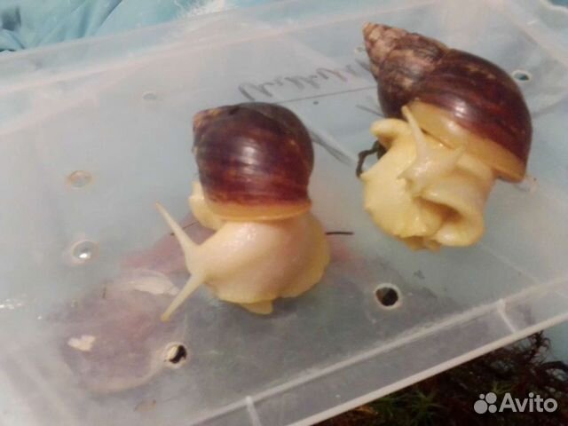 Улитка Ахатина Фулика