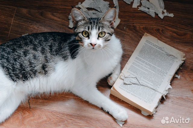 Нюра - кошка-книгоман